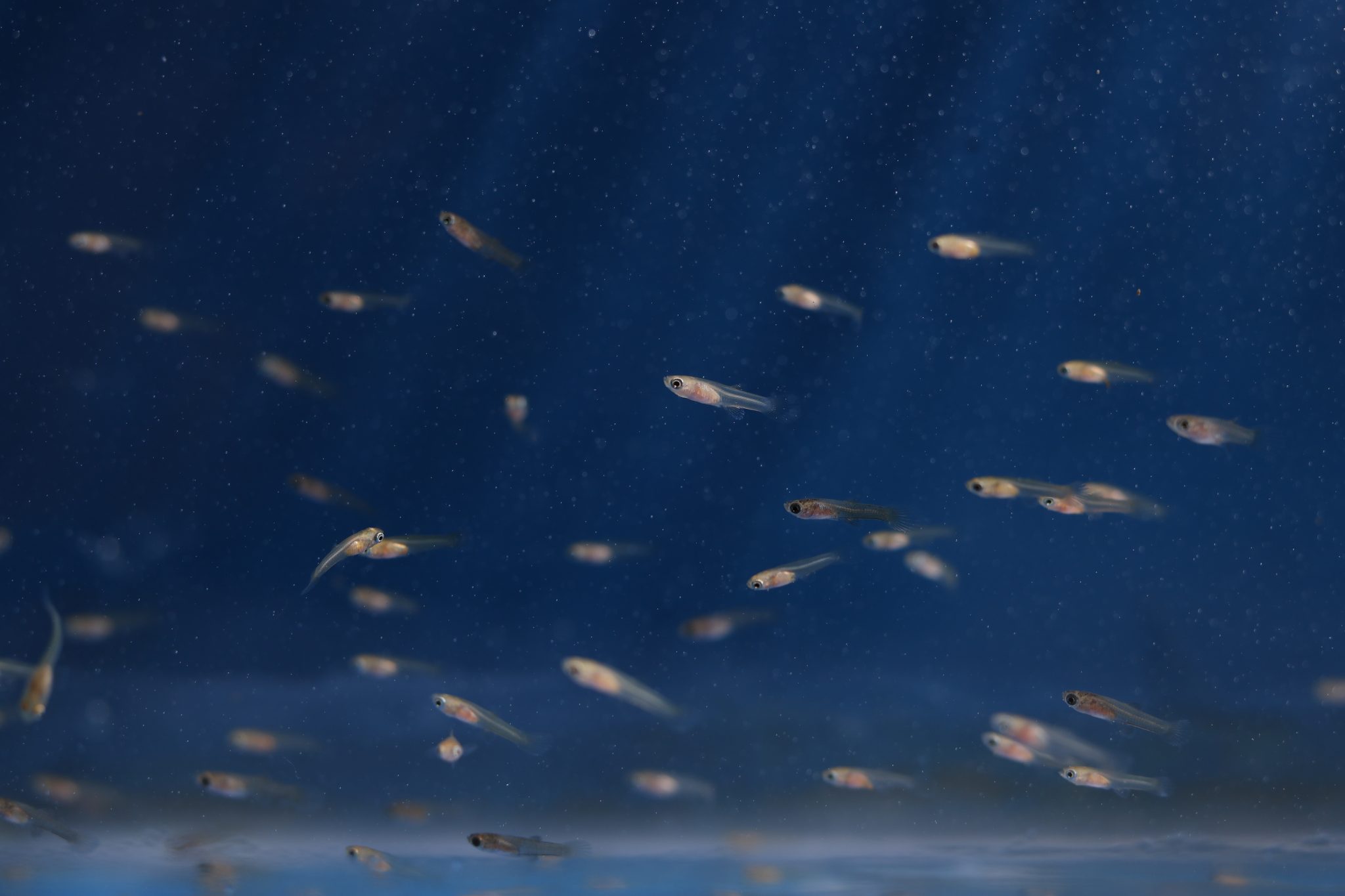 Aquarium Ratgeber für Einsteiger & Profis - AquariumInsider