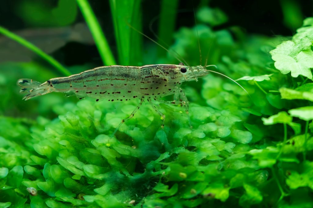 Amanogarnele (Caridina multidentata) - AquariumInsider